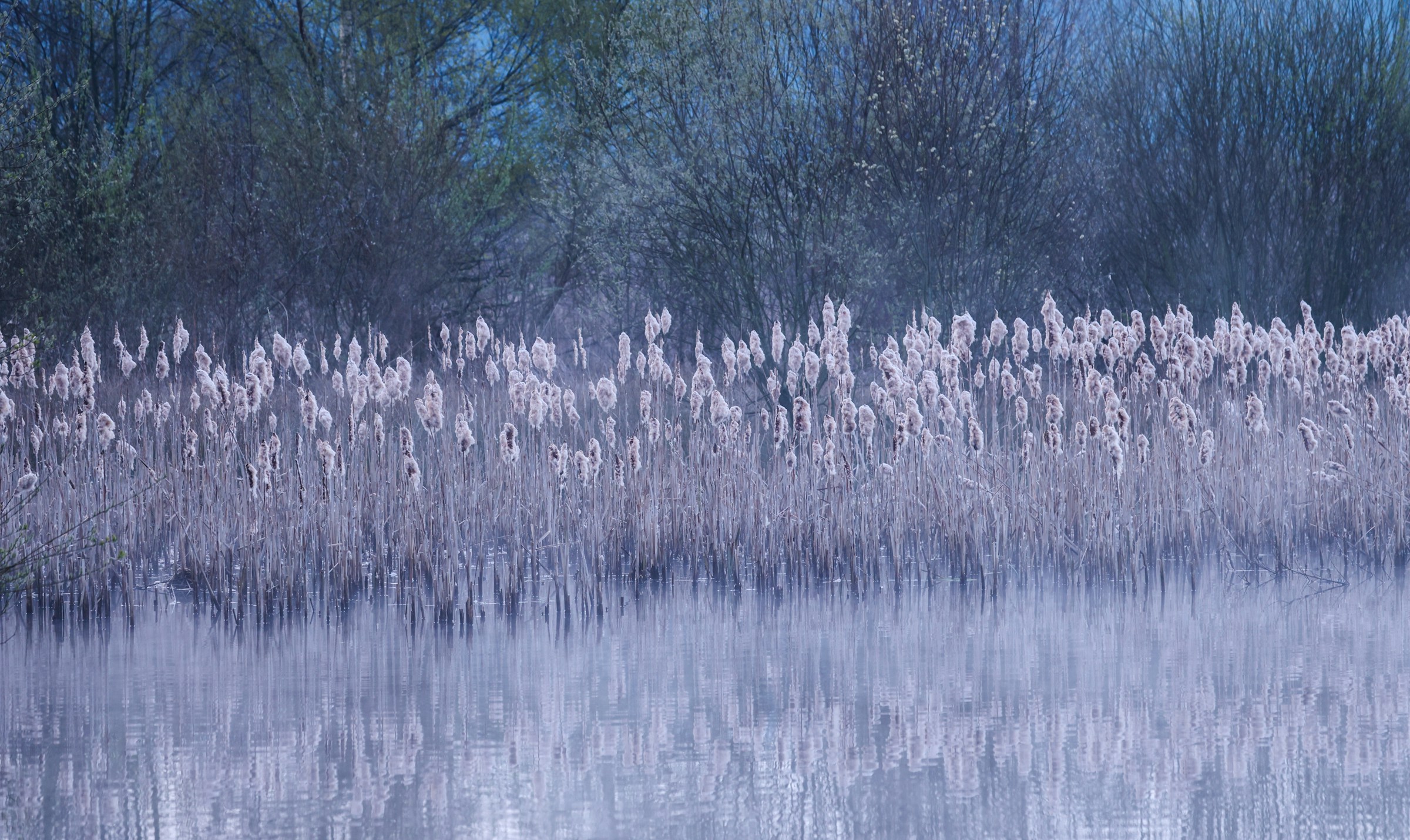 Reed Bed Systems for Wastewater Treatment: UK Property Owner's Guide by ...